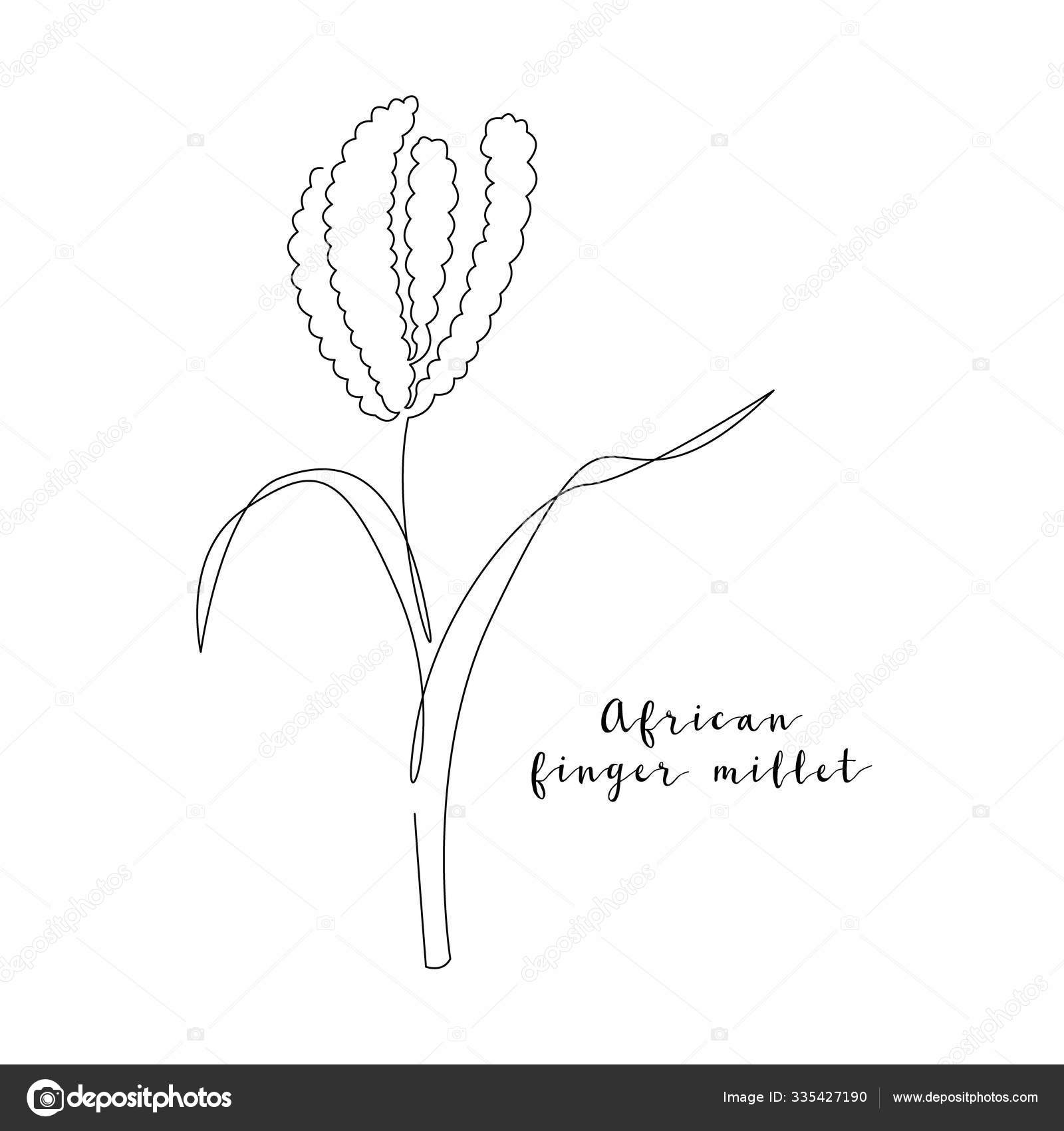 Millet Plant Drawing