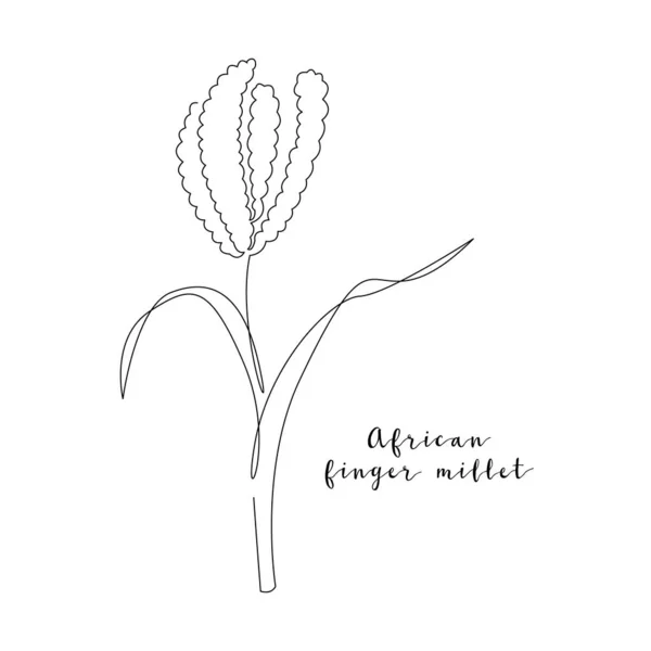 Continuous Line Little Millet Grain Crop Vector Line Art Perfect Stock ...