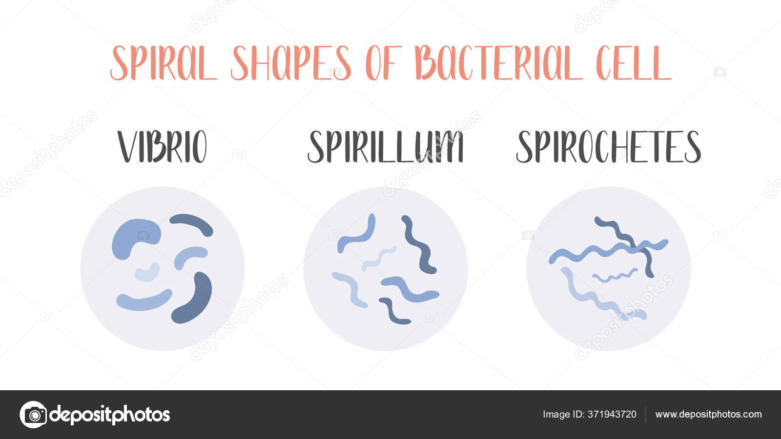 Werkblad Vormen Van Bacteriën Werkblad, Kneedplank, Roestvrij Staal,