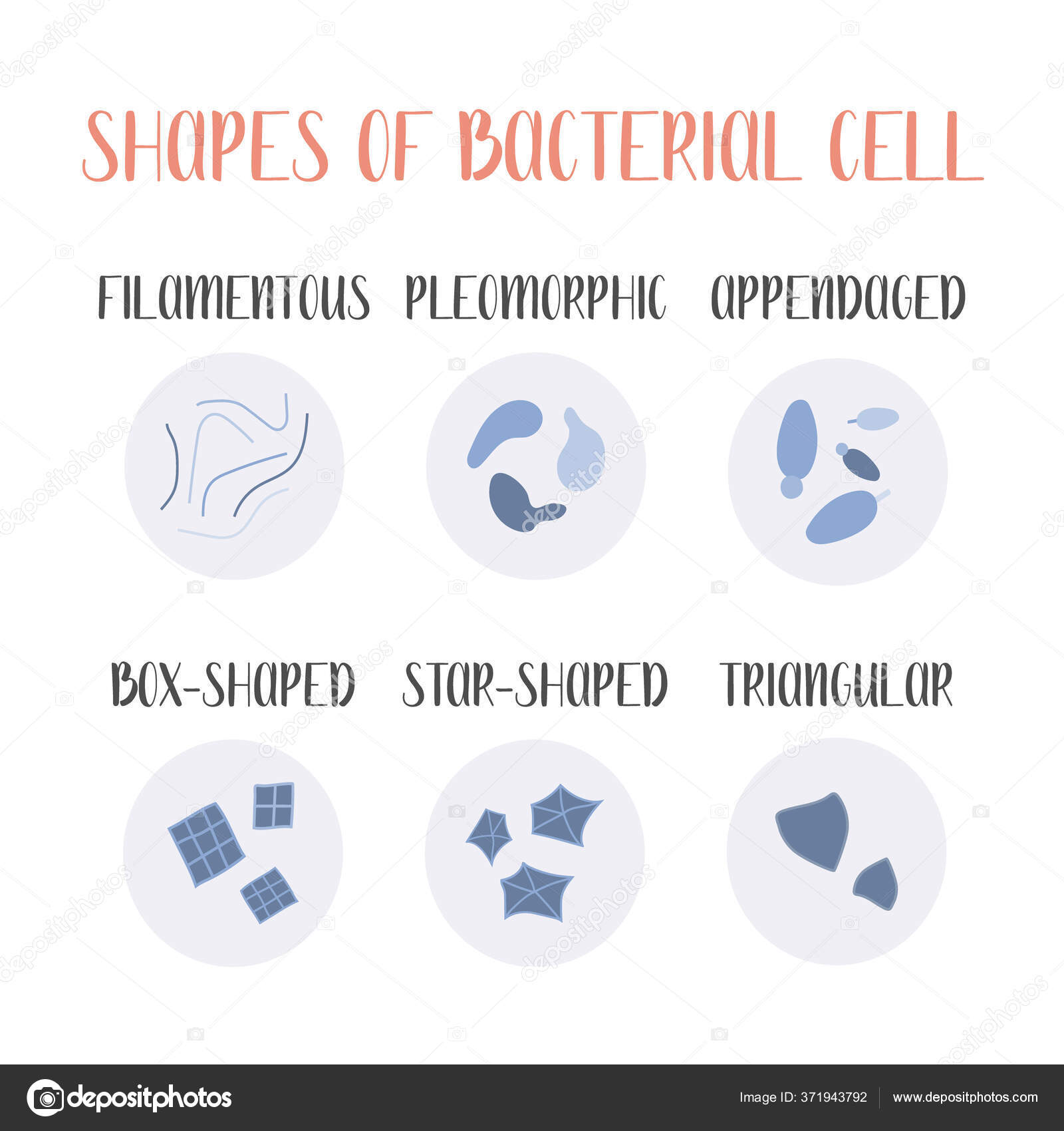 Bacteria Classification Irregular Shapes Bacteria Types Different Forms ...