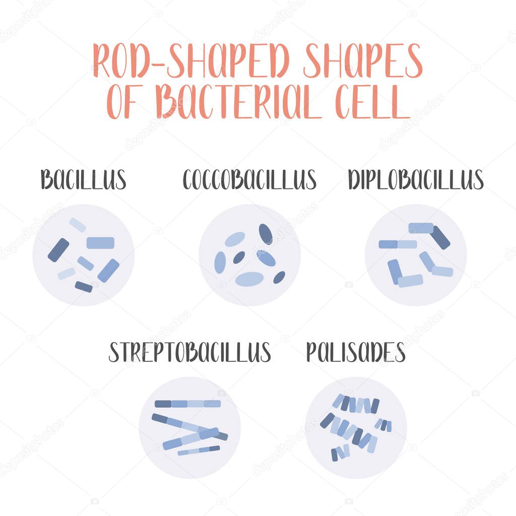 Clasificación bacteriana. Formas en forma de varilla de bacterias, bacilos. Tipos y diferentes ...