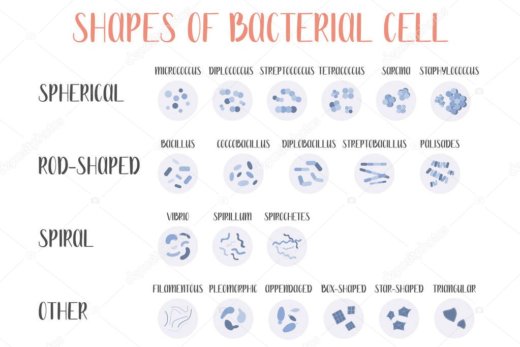 Bacteria classification. Shapes of bacteria. Types and different forms ...