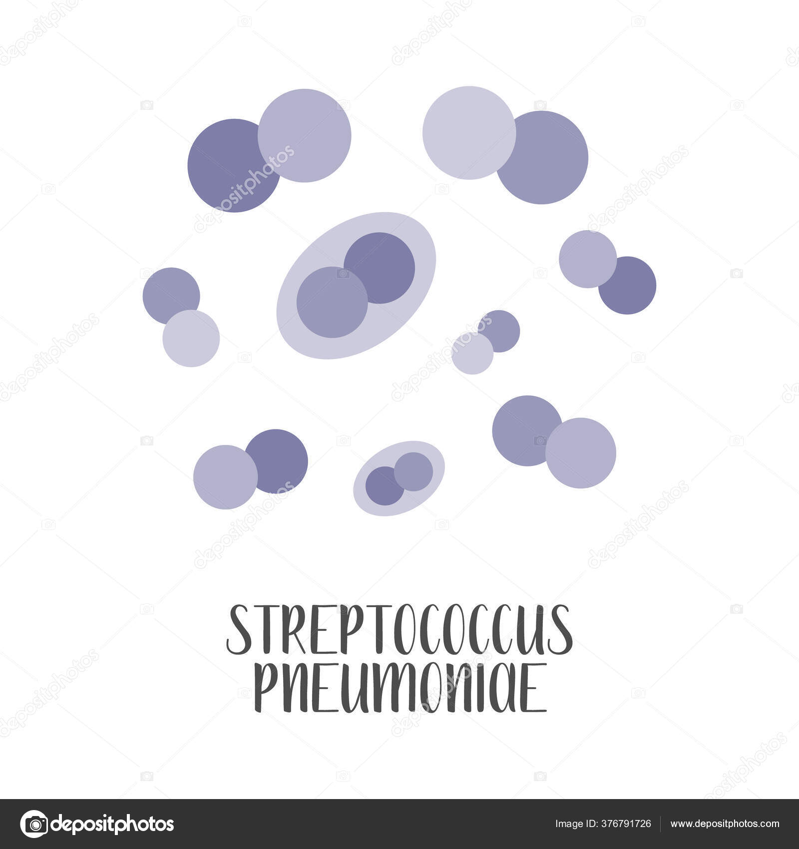 Streptococcus Pneumoniae Pneumococcus Pathogen Spherical Gram Positive ...