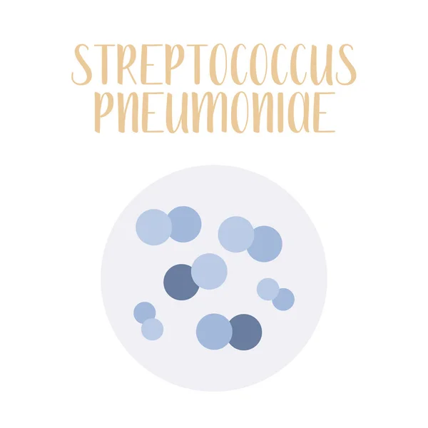 Streptococcus pneumoniae Vector Art Stock Images | Depositphotos