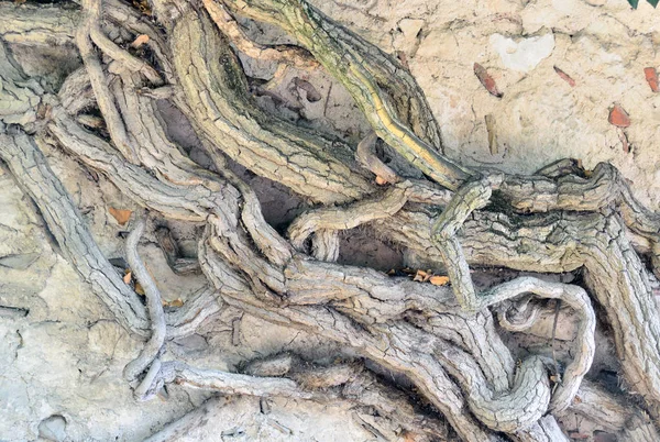 Gray tree roots Stock Photos, Royalty Free Gray tree roots Images ...