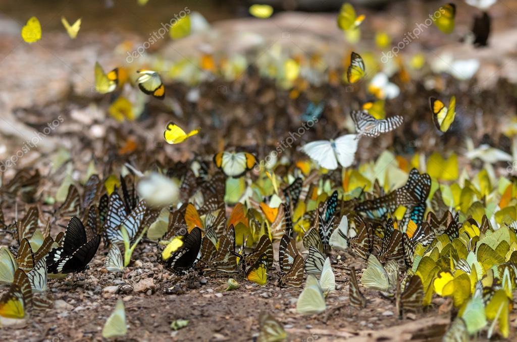 Multi-colored butterflies Stock Photo by ©Tzido 125871964