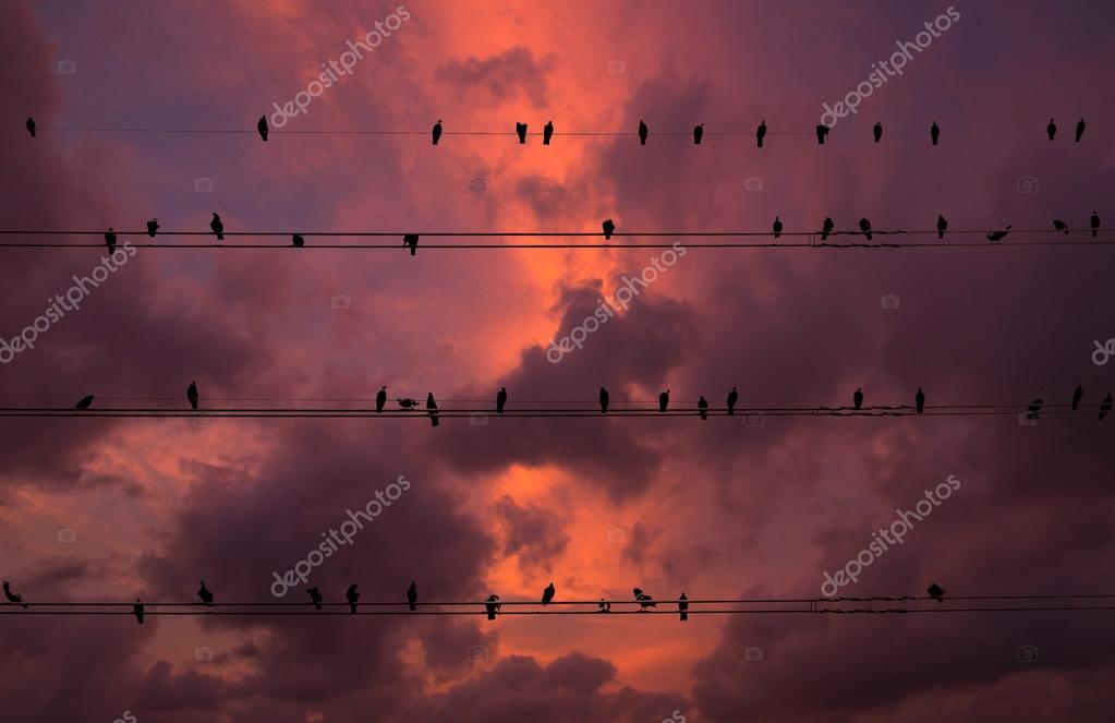 Pigeons on electrical wires — Stock Photo © Tzido #127541038