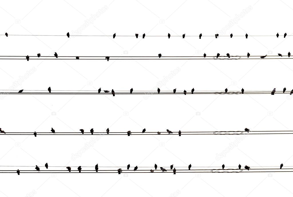 Pigeons on the electrical wires isolated Stock Photo by ©Tzido 129771180