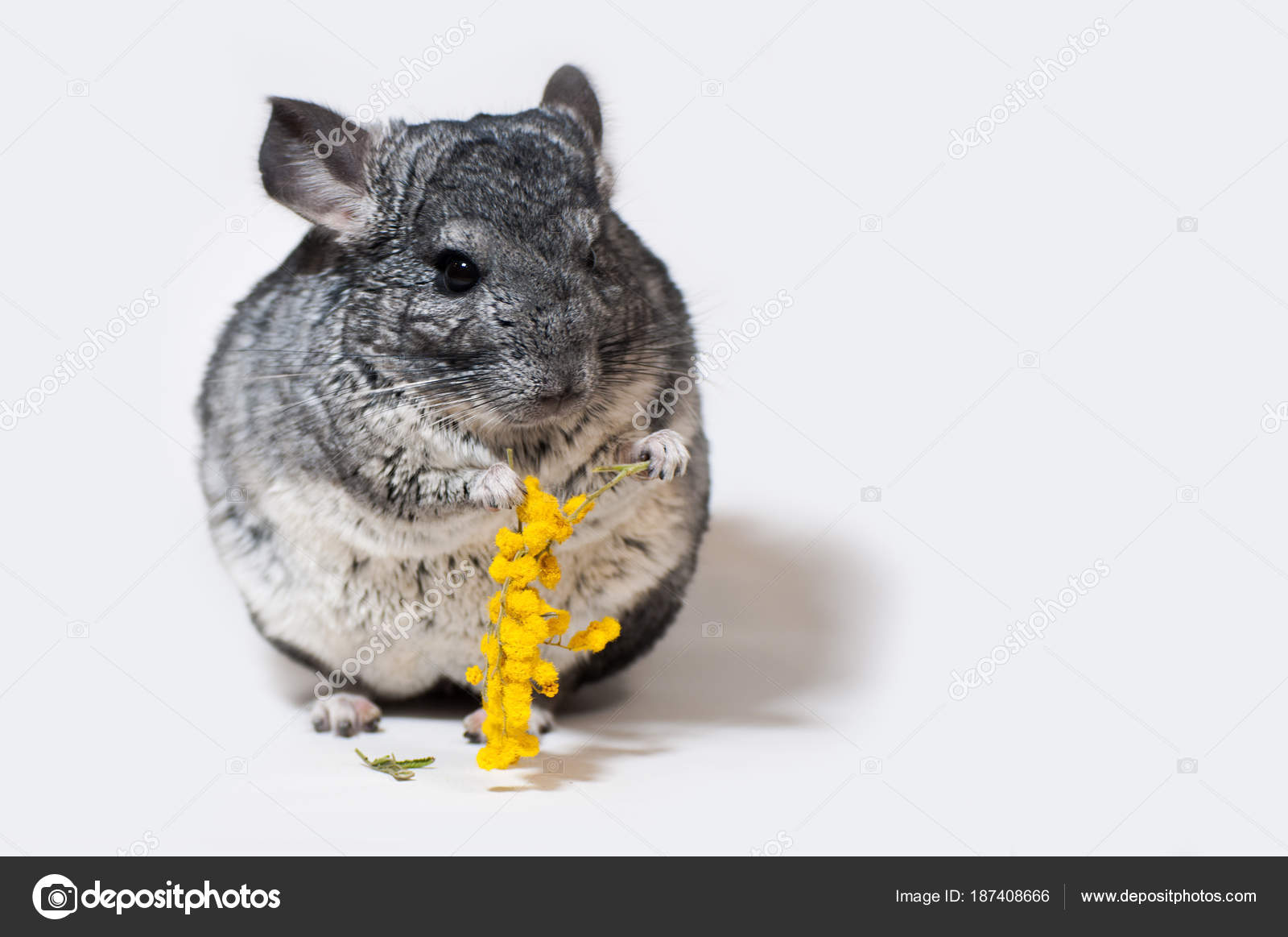 Chinchilla Holds Flower Mimosa Her Paws White Background Stock Photo by ...
