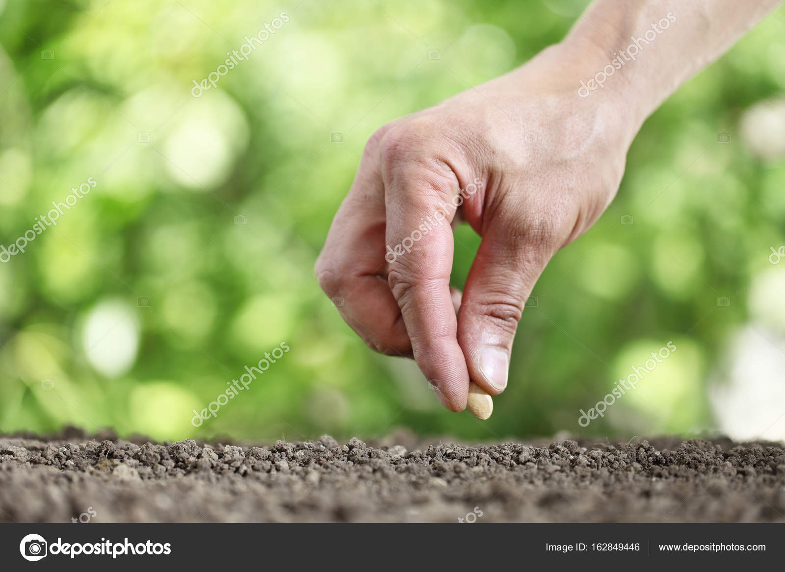 Hand sowing seeds in the vegetable garden soil, close up on gree Stock ...