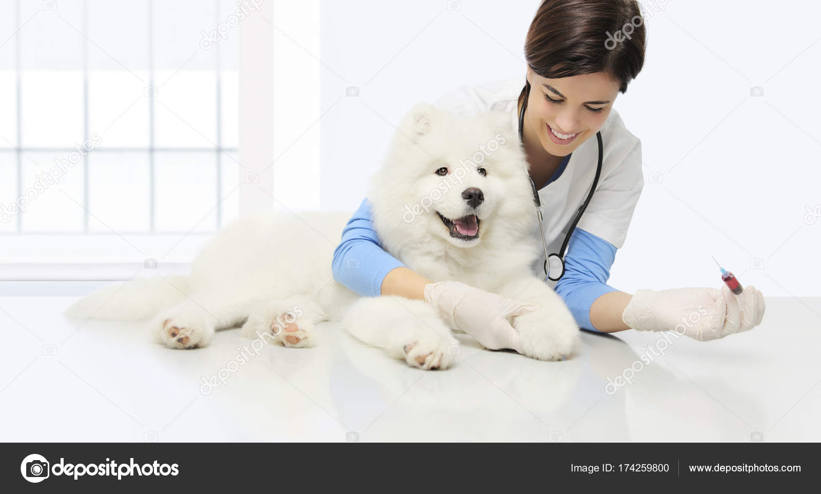 Veterinary examination dog, blood test, smiling veterinarian wit ...