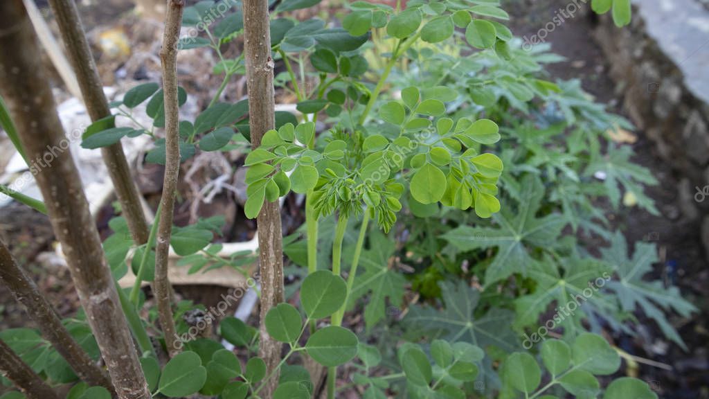 Hoja de Moringa oleifera, una de las plantas con propiedades para ...