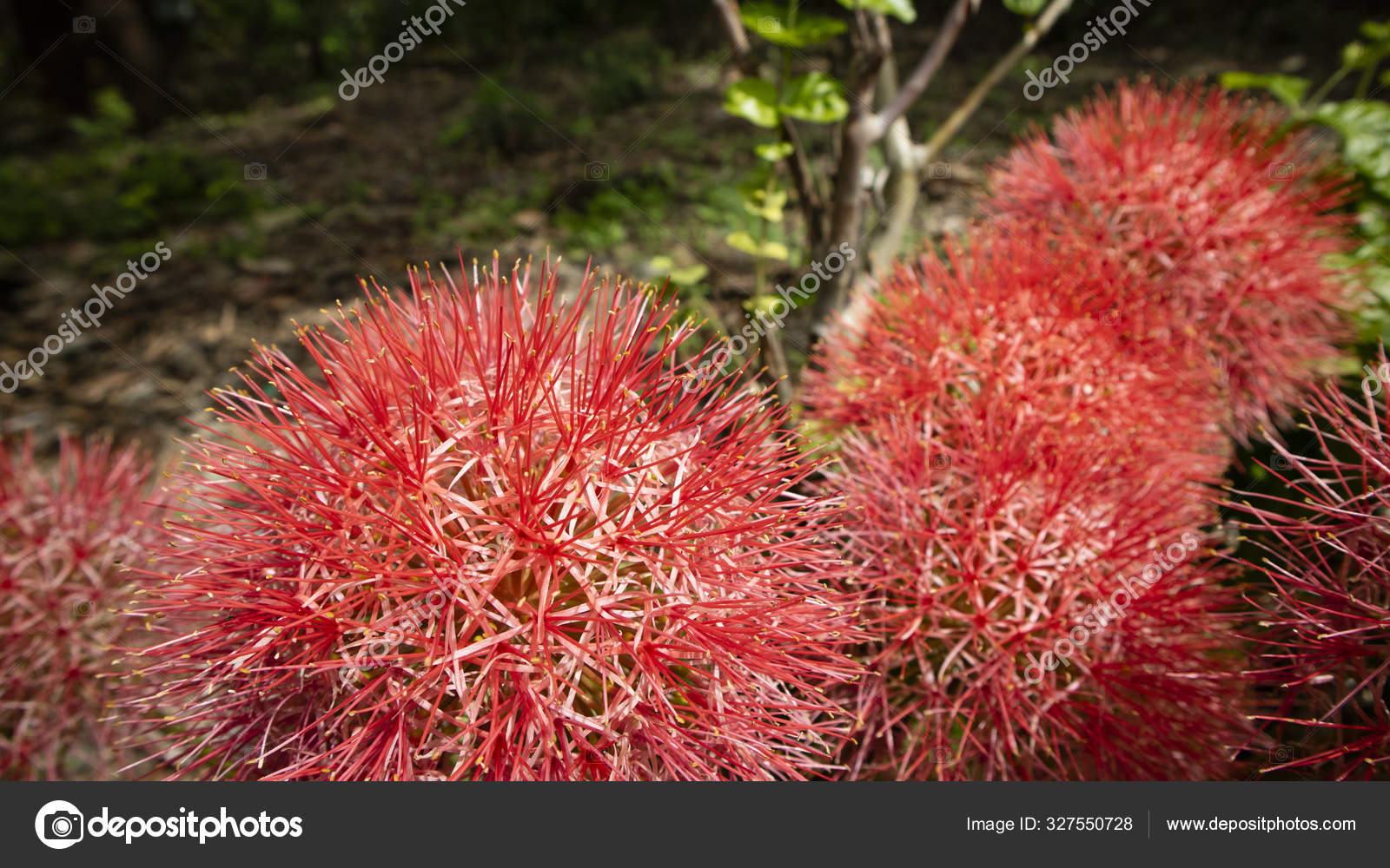 Haemanthus multiflorus flower, one of the flowers that grows only in ...