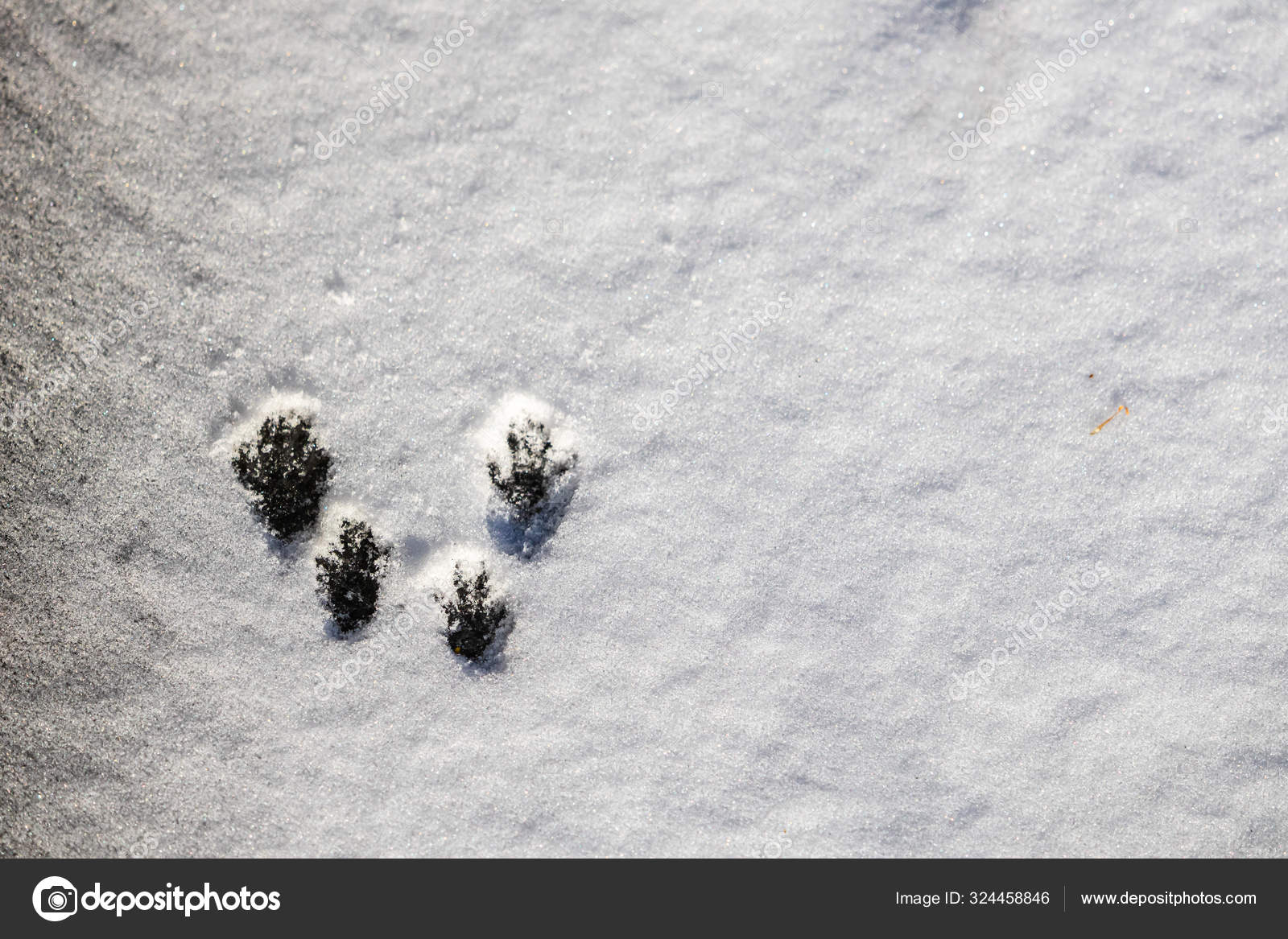 Grey Squirrel Tracks In Snow