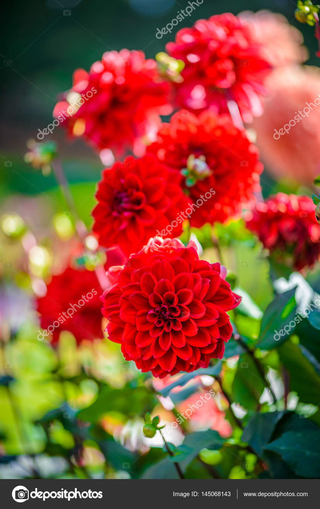 Beautiful Dahlia flowers — Stock Photo © sirastockid08 #145068143