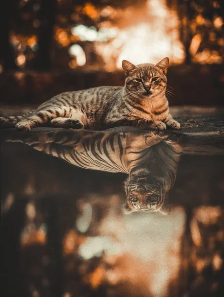 A vertical shot of a Toyger cat reflected in the water as a tiger ...