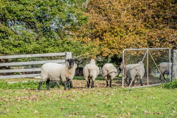 A high angle shot of sheep pasturing in a beautiful rural area with ...