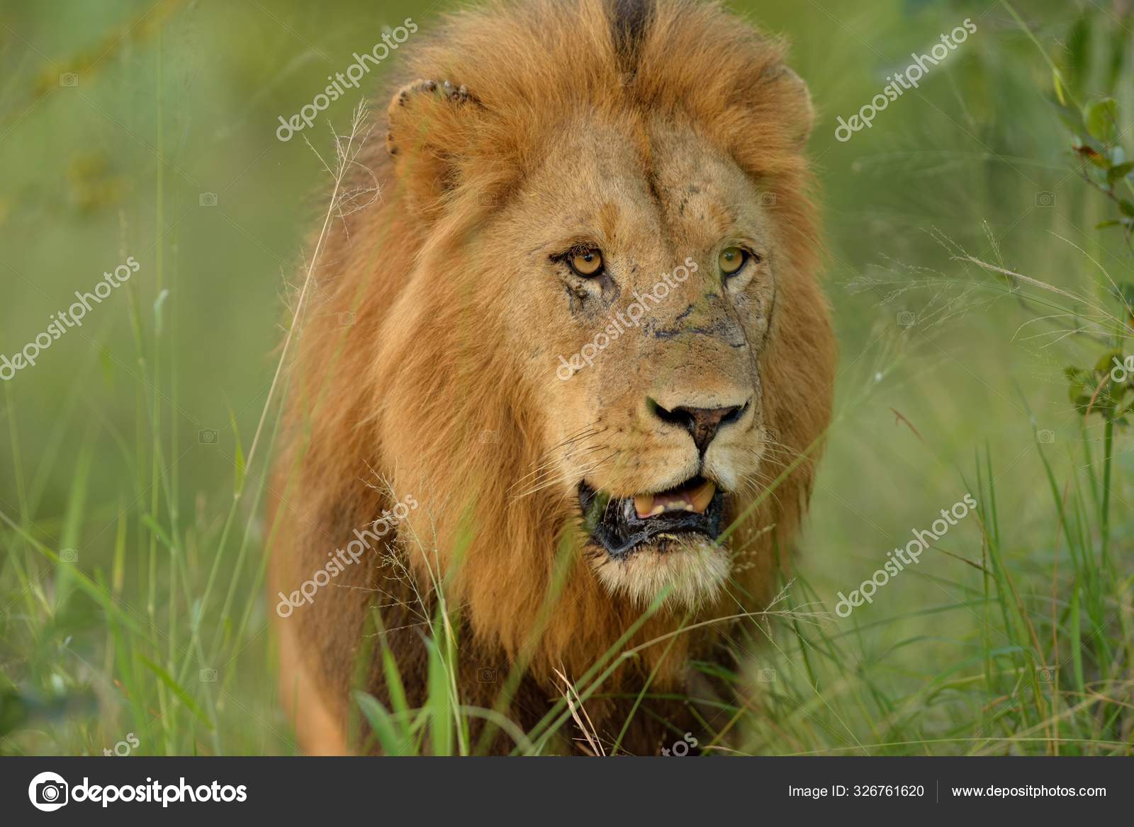 Beautiful Lion Roaring Middle Grass Covered Field — Stock Photo ...