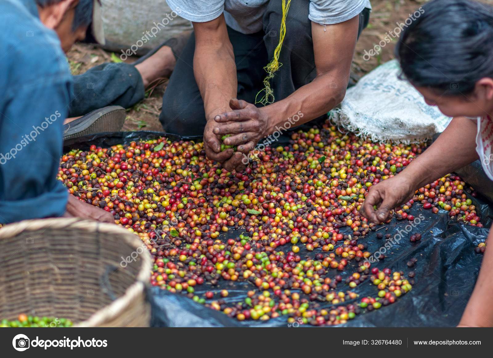 Group of people sorting out freshly harvested colorful fruits Stock ...