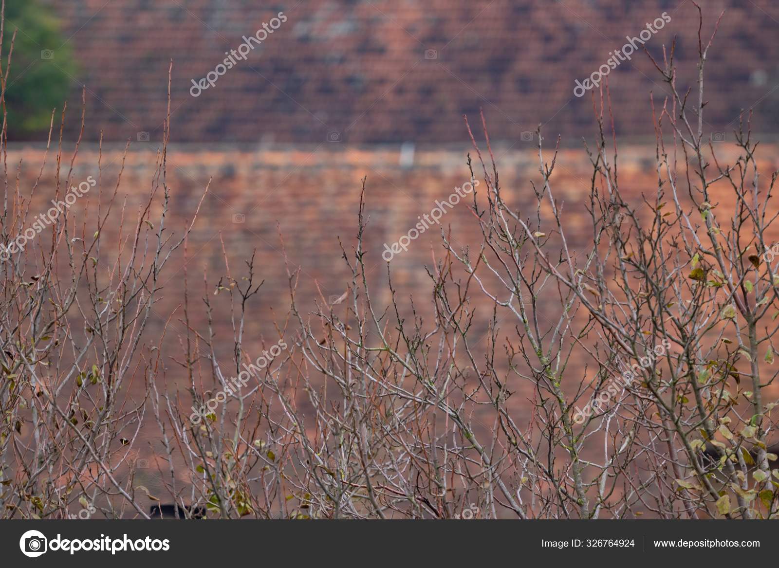 Closeup Shot Bare Plant Branches Front Blurred Roofs Village Popovec ...