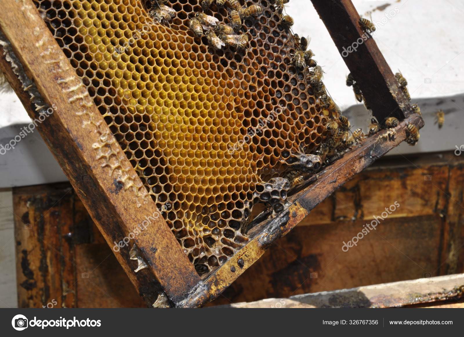 Low angle closeup shot of bees creating a honeycomb full of delicious ...