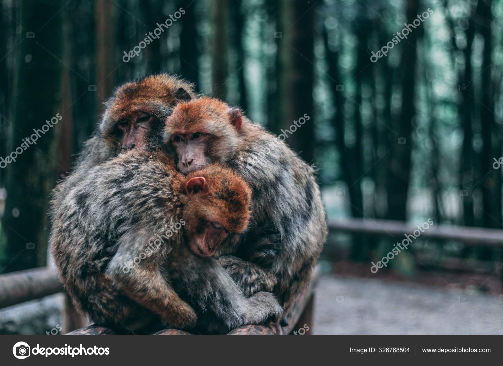 Group of monkeys hugging each other in a jungle with a blurred ...