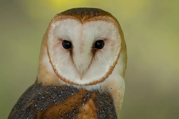 Barn Owl Eye