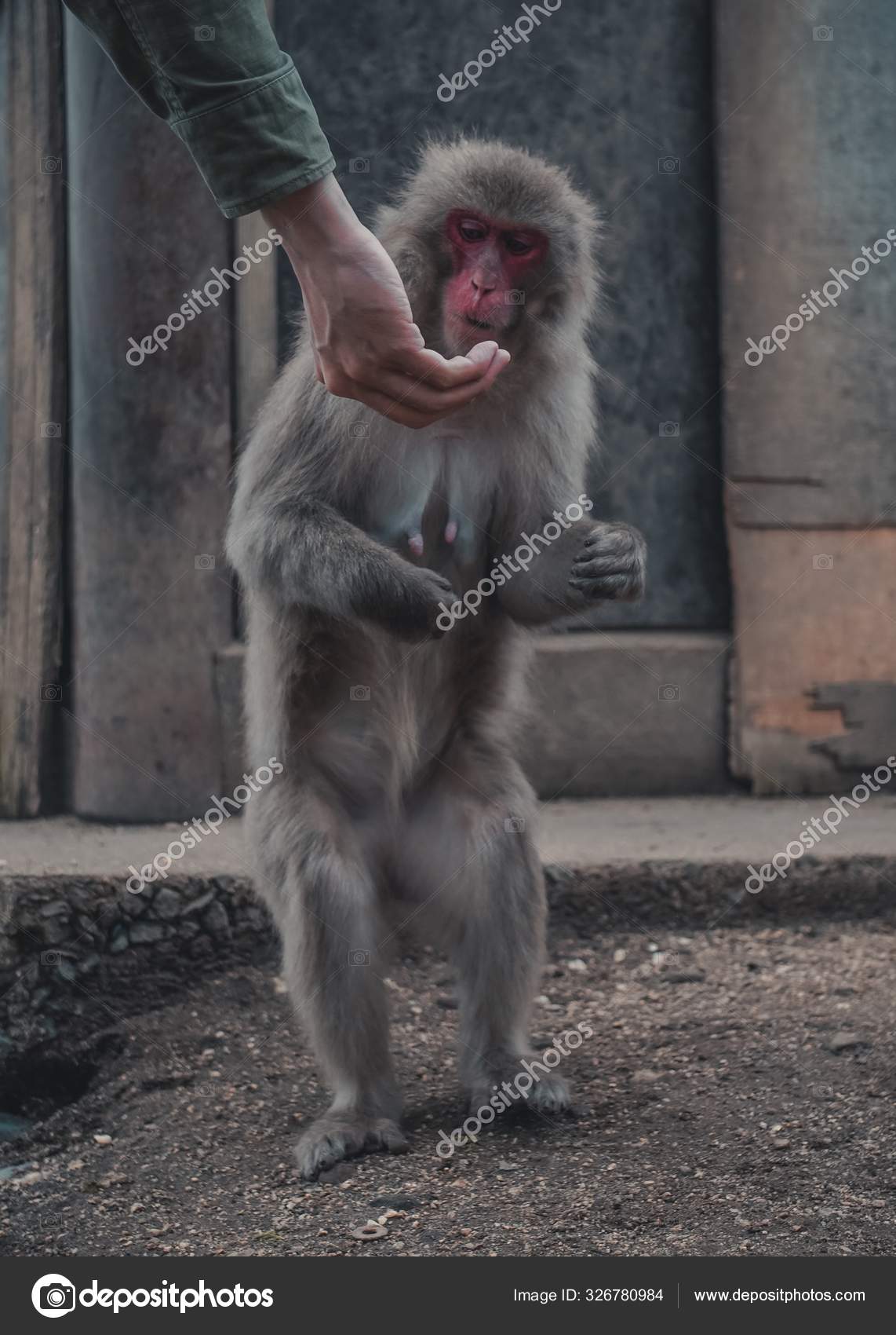 Vertical picture of a human hand-feeding a standing grey Japanese ...