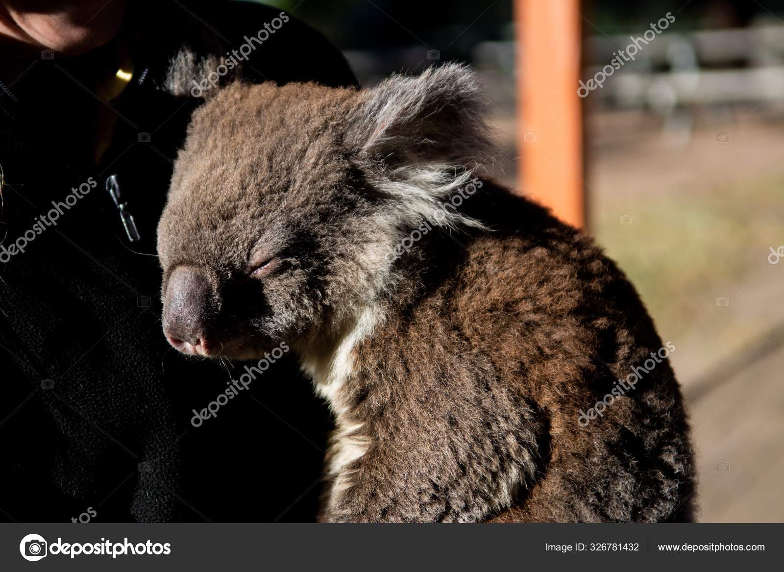 Smiling Koala