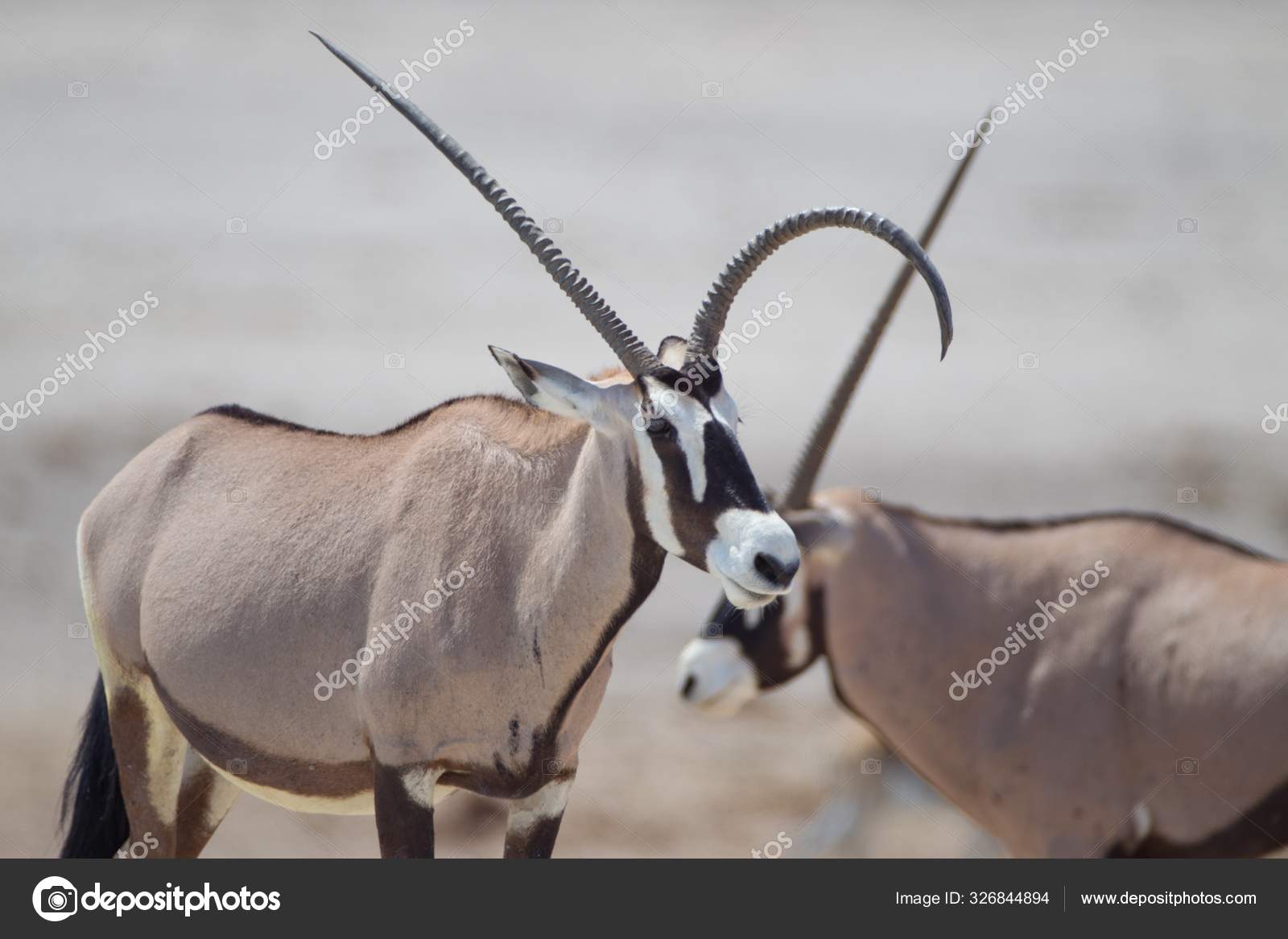 Gemsbok Horn