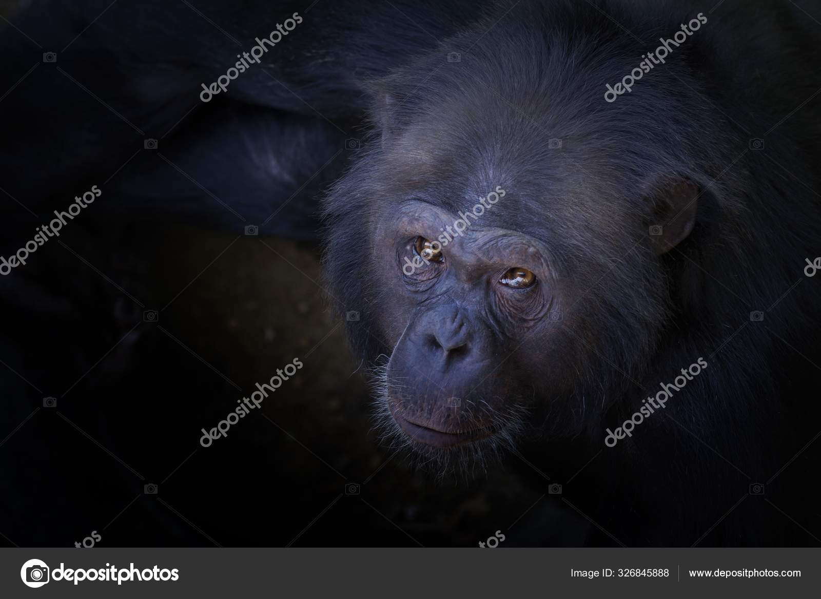 High Angle Shot Chimpanzee Looking Camera — Stock Photo © Wirestock ...