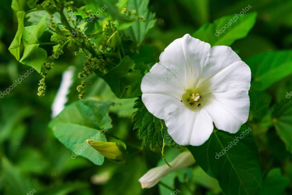 Una flor de luna de playa blanca en un jardín rodeado de vegetación con ...
