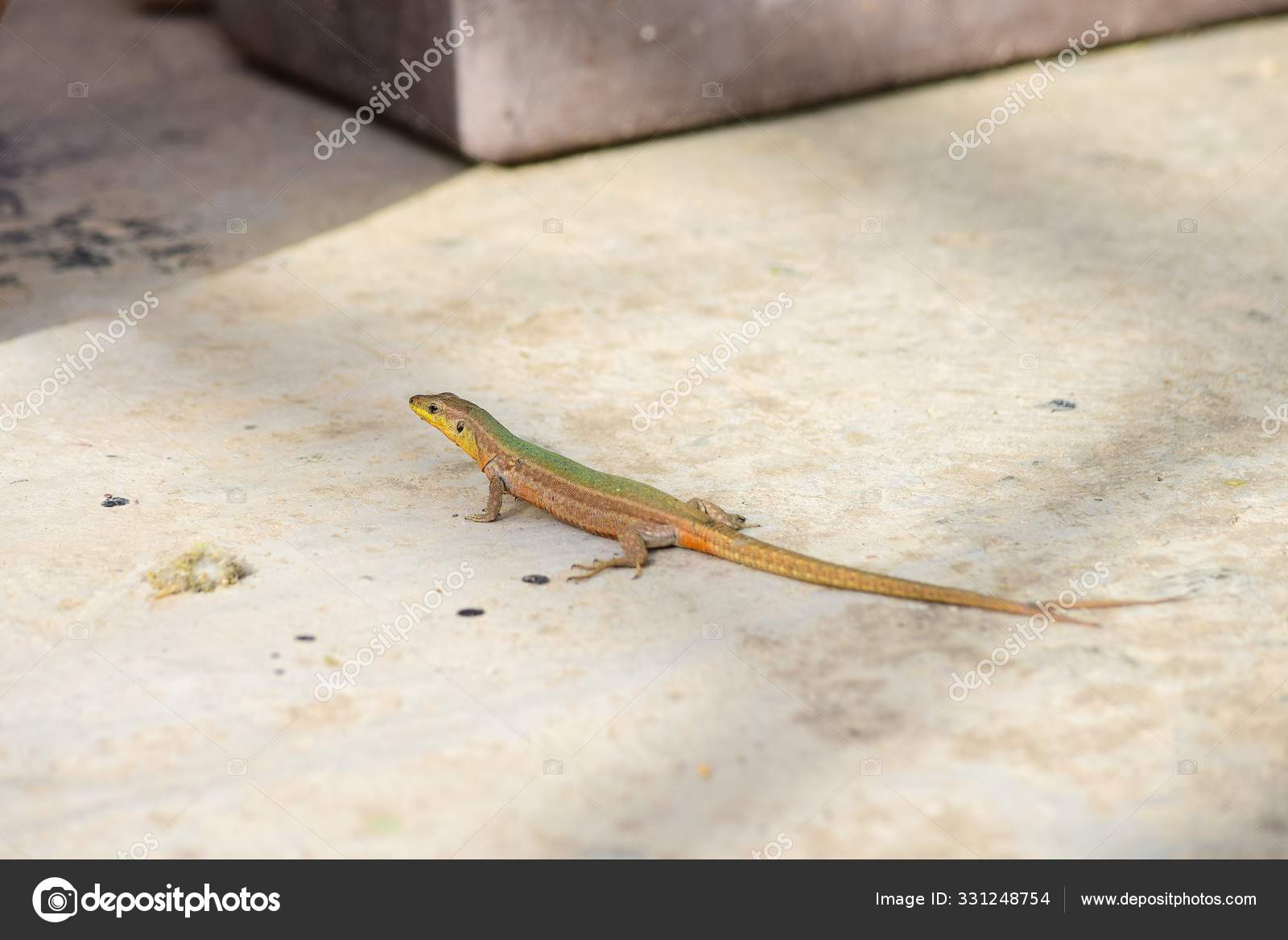 Maltese Wall Lizard Podarcis Filfolensis Forked Tail Two Tails Split ...