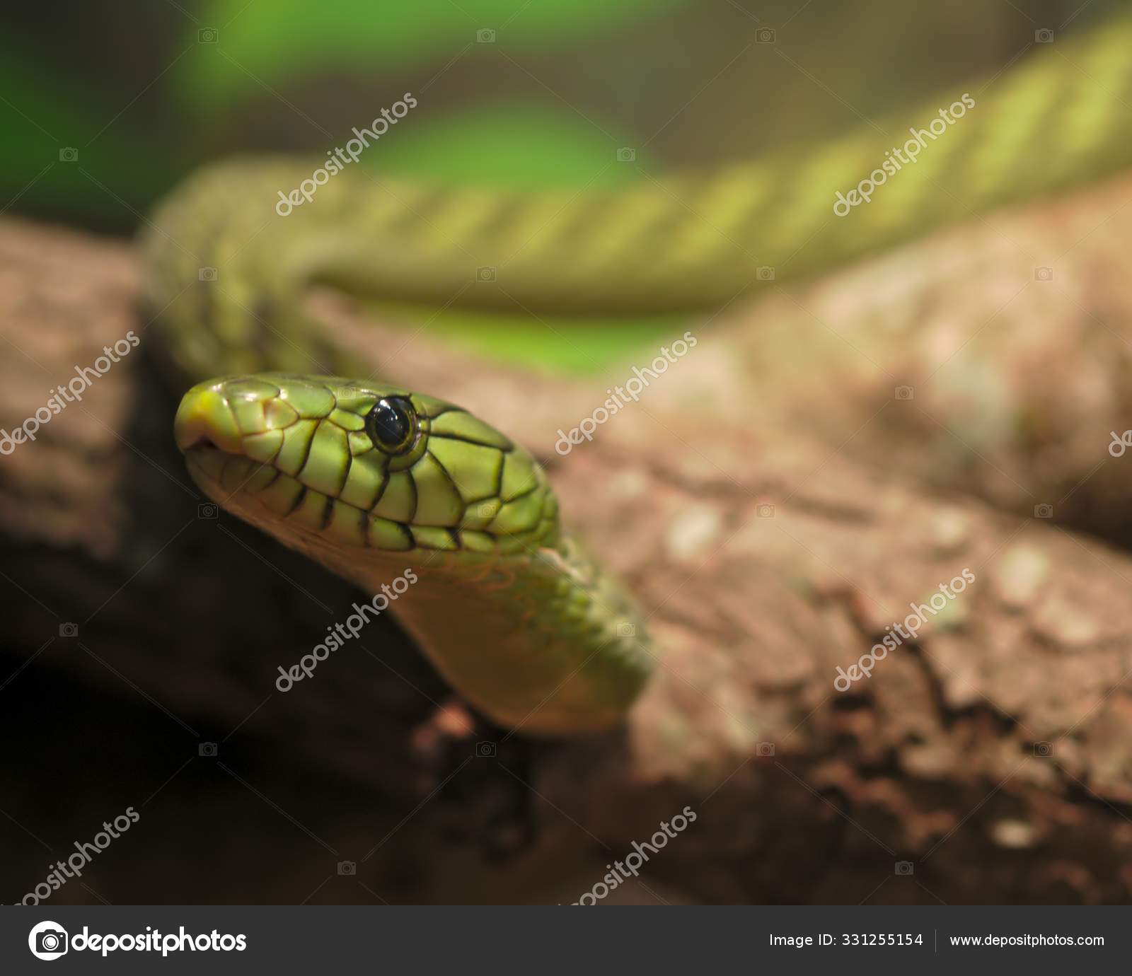 Western Green Mamba