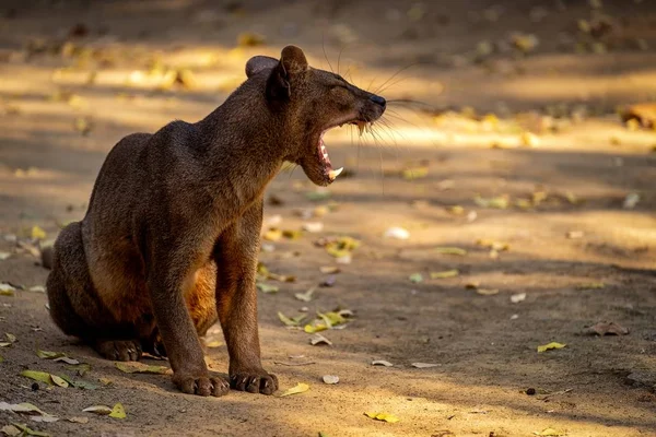 Fossa animal Stock Photos, Royalty Free Fossa animal Images | Depositphotos
