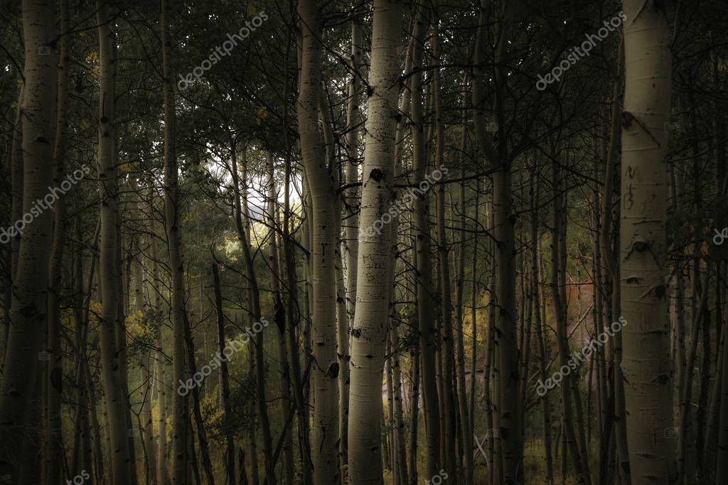 Un hermoso paisaje de un bosque lleno de árboles de gran altura y otras ...