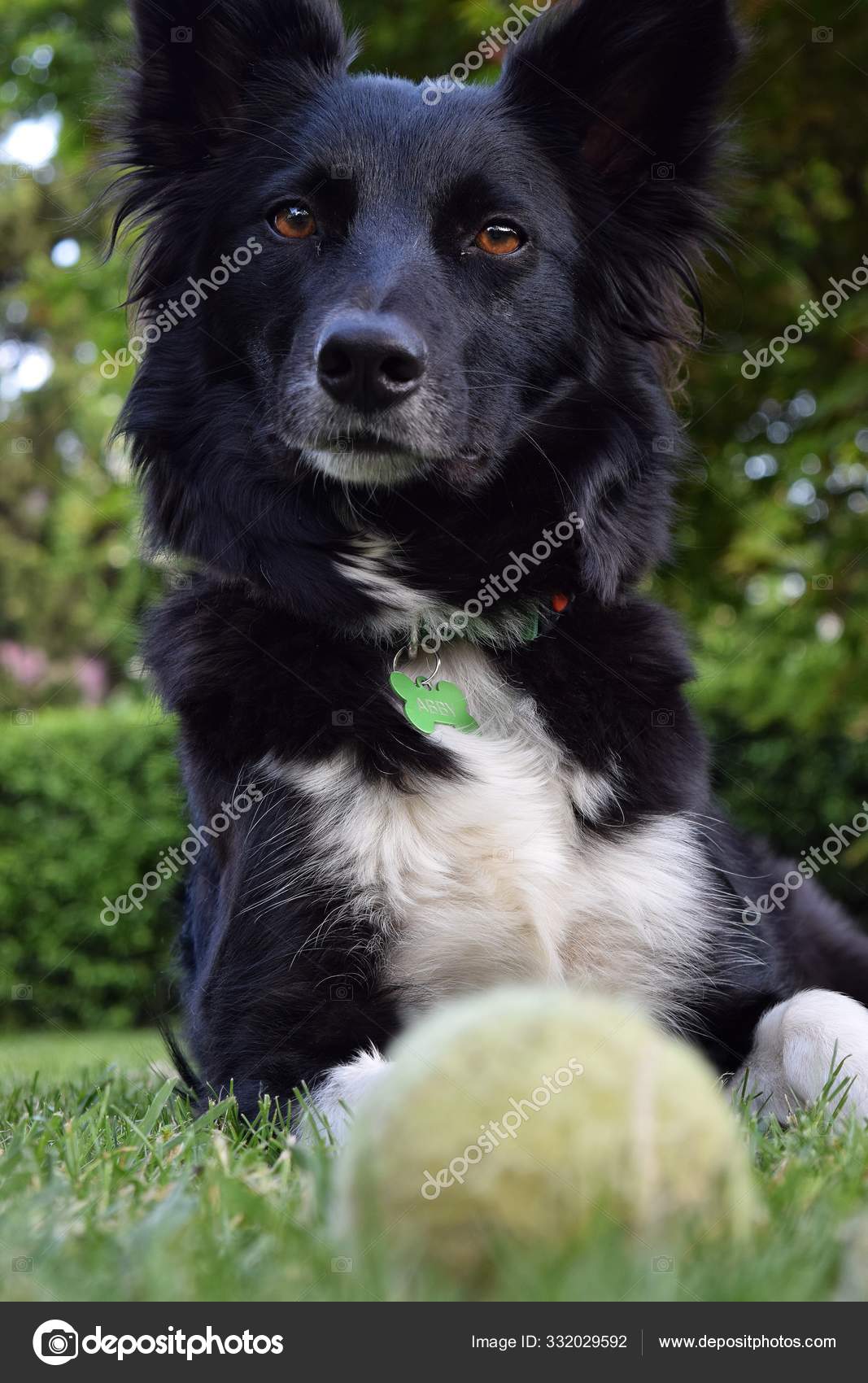 Schipperke Border Collie Mix