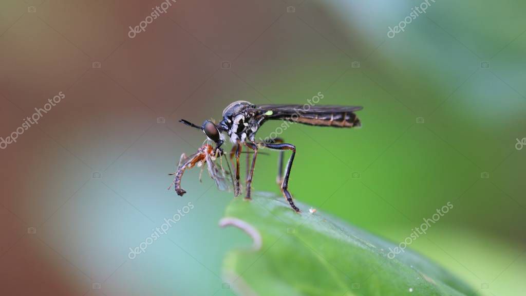 Robber fly o Assassin fly with prey, es una especie de la familia ...