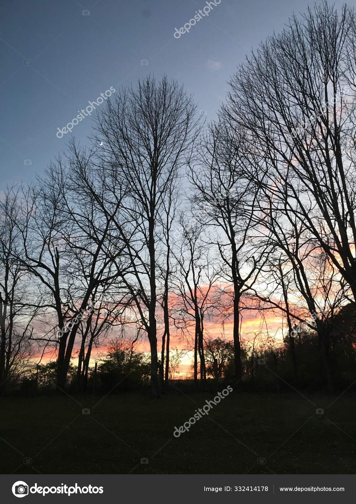 Vertical low angle shot of the beautiful trees under the amazing ...