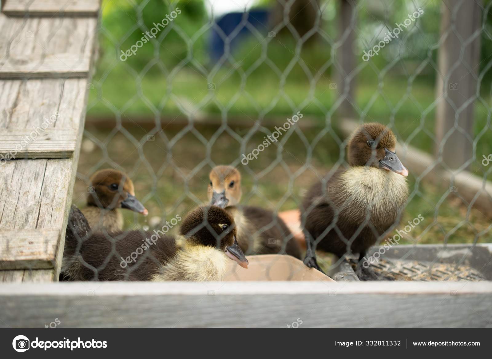 Group of cute baby ducks in a cage with a blurred background Stock ...