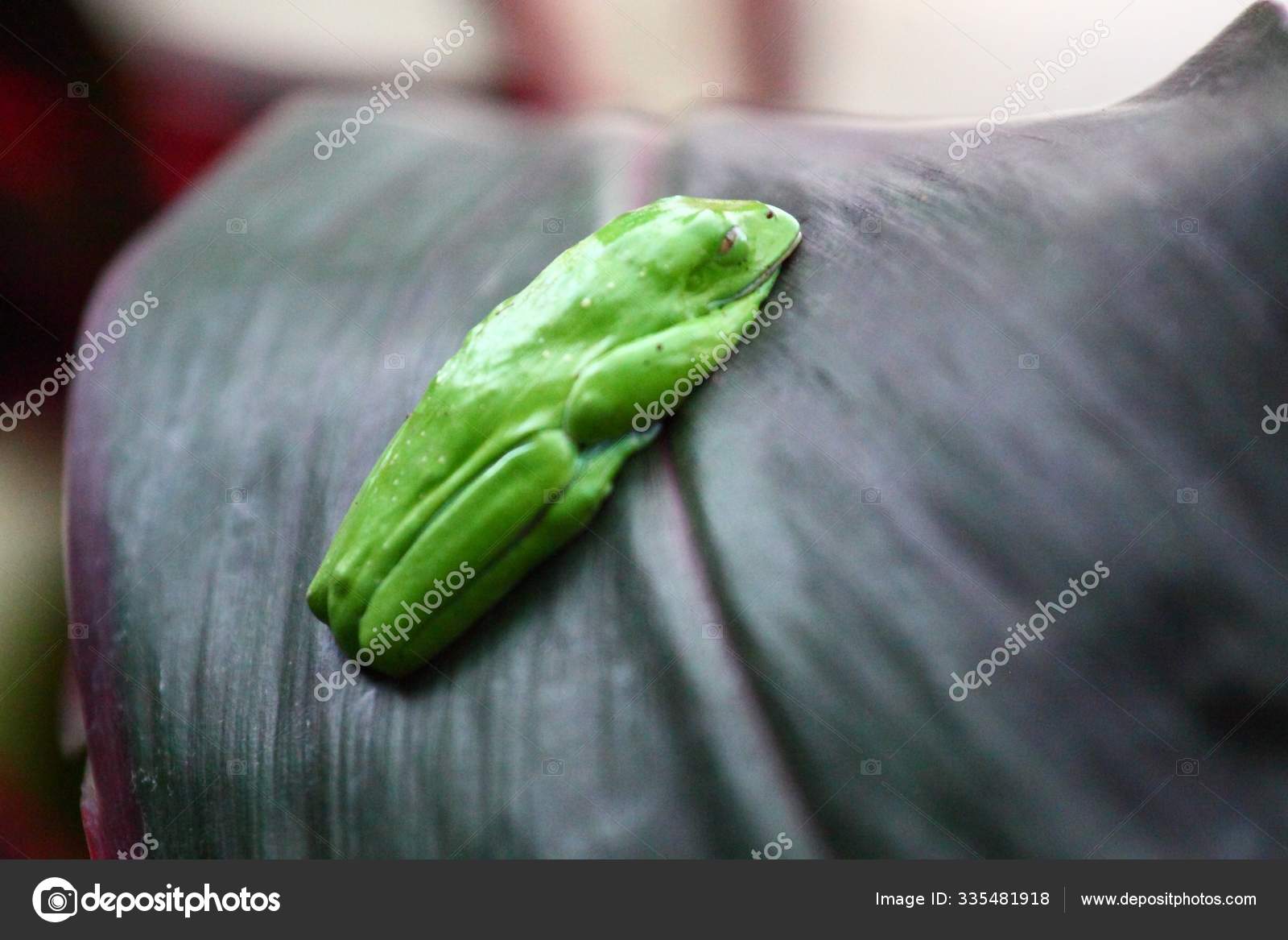 Red Eyed Tree Frog Sleeping