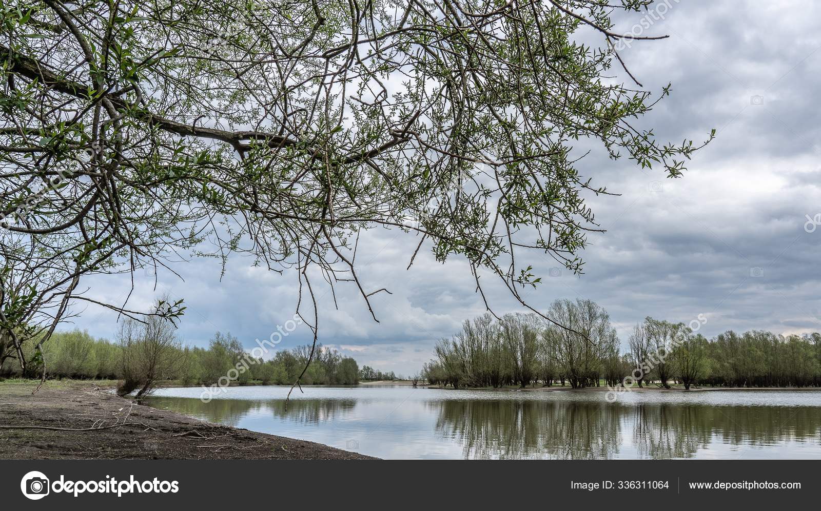 Wide Angle Shot Several Trees Growing Water Cloudy Sky — Stock Photo ...