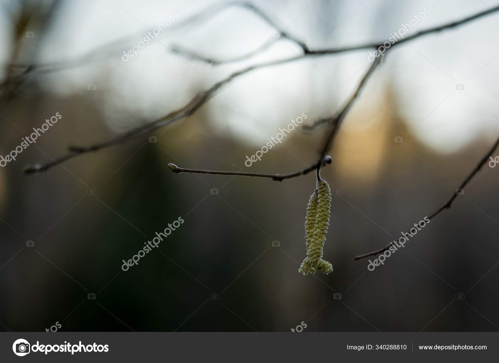Tiny green sprout is hanging from a branch — Stock Photo © Wirestock ...