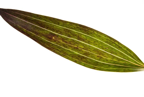 Fotos de Una hoja de acedera, Imagens de Una hoja de acedera sem ...