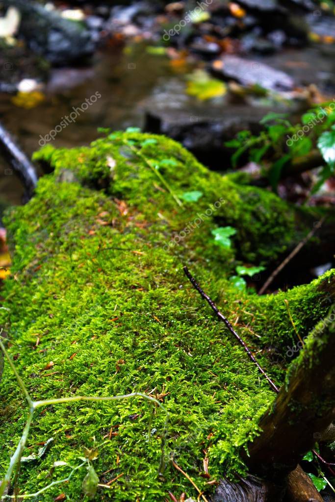 Una imagen vertical de un árbol cubierto de musgos con un río sobre el ...