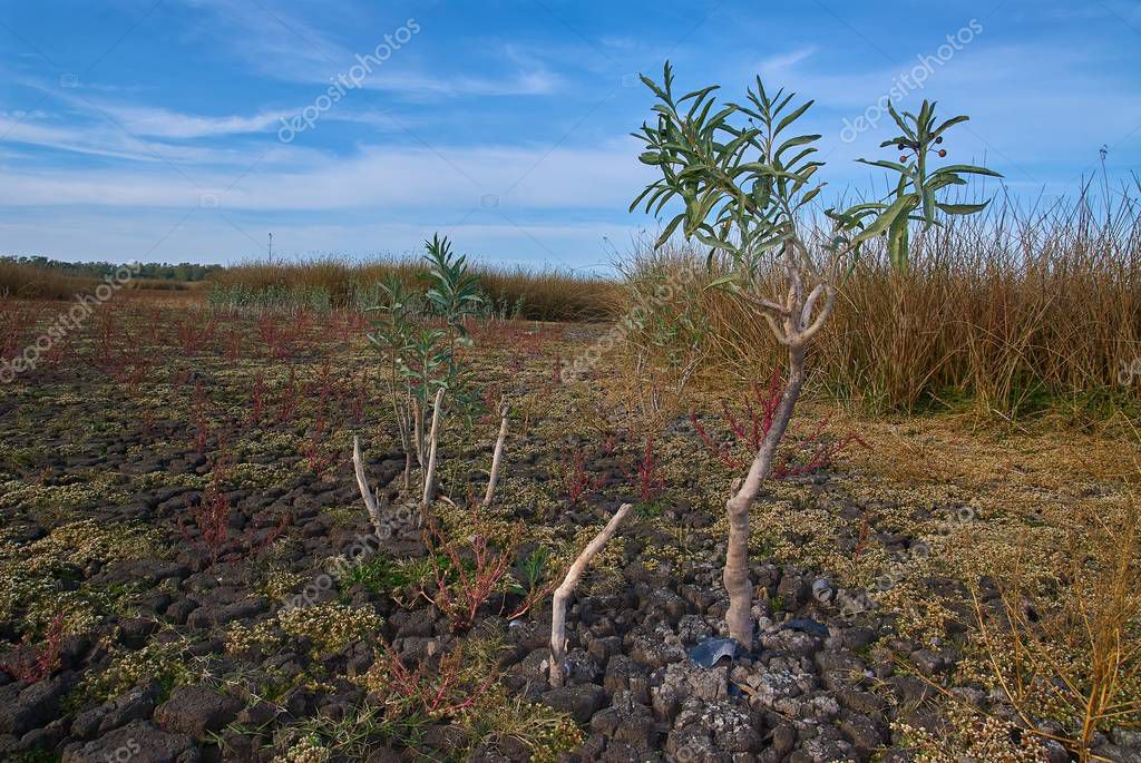 Las plantas y los árboles que crecen en un suelo 2022