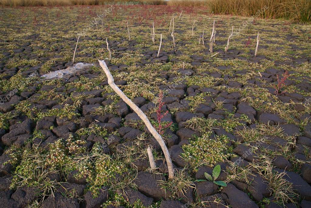 Las plantas y los árboles que crecen en un suelo 2022