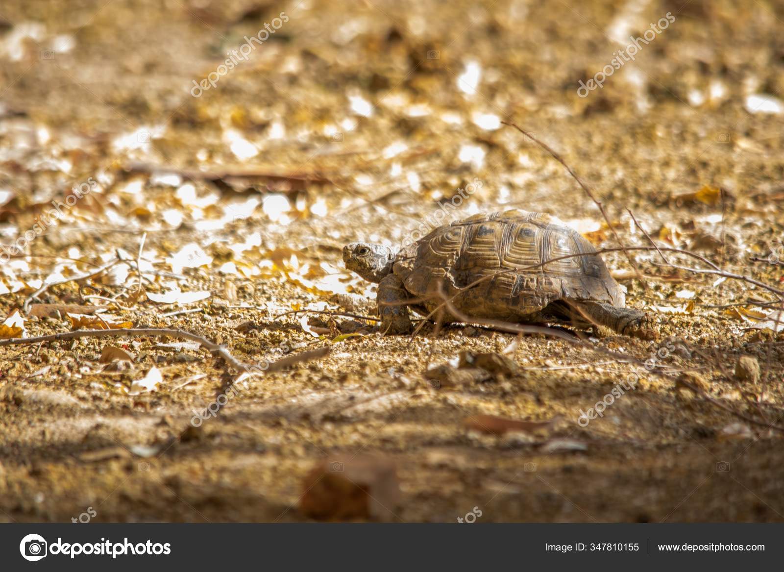Greek Tortoise Habitat