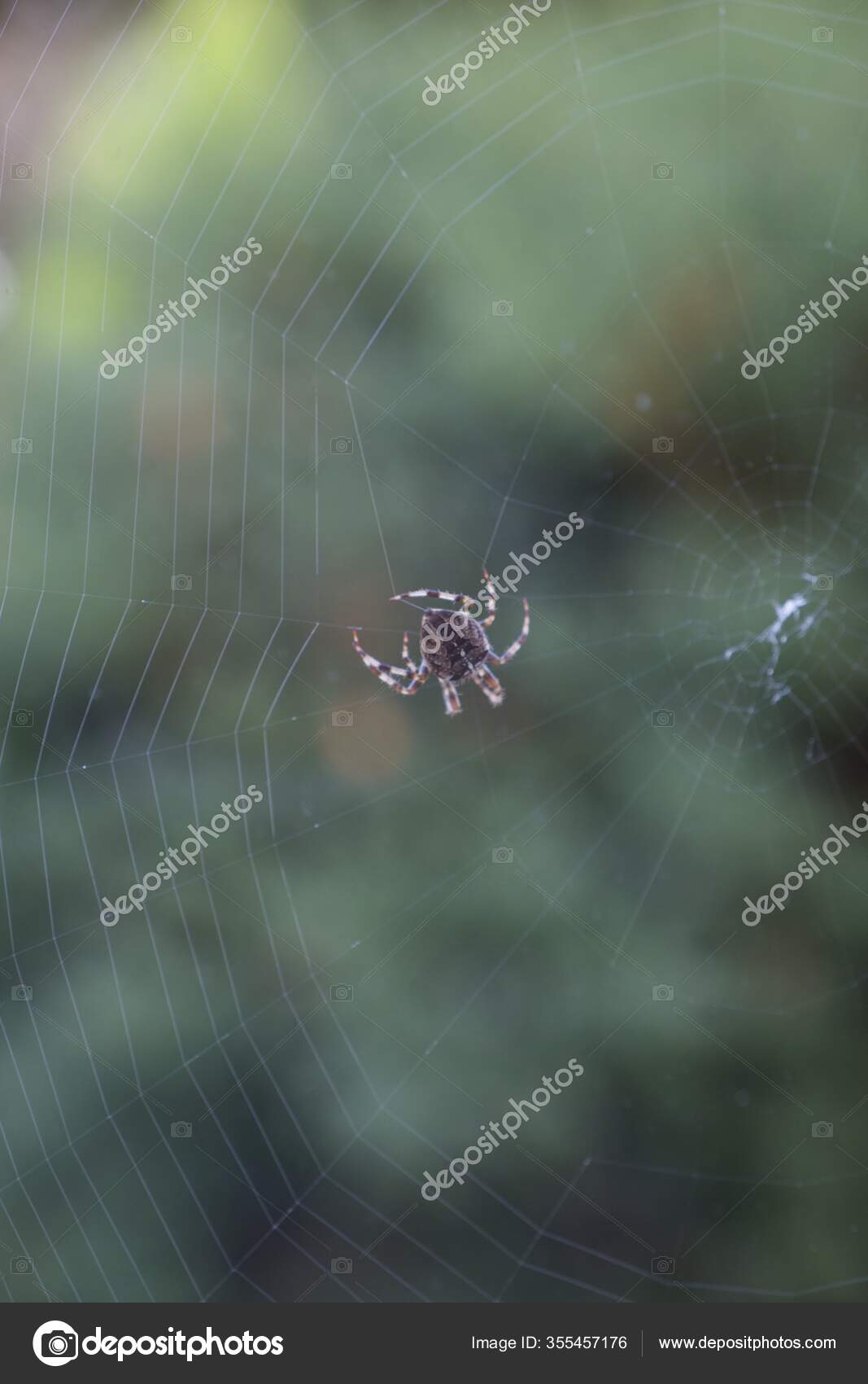 Closeup Shot Spider Striped Legs Spinning Web Blurry Greenery ...