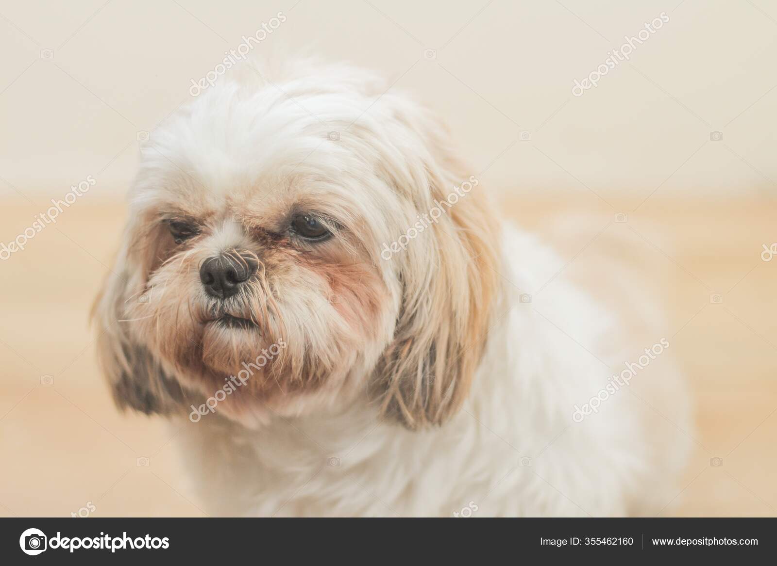 Light Brown Shih Tzu